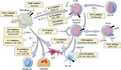 Signaling Pathways In Rheumatoid Arthritis: Implications, 56% OFF
